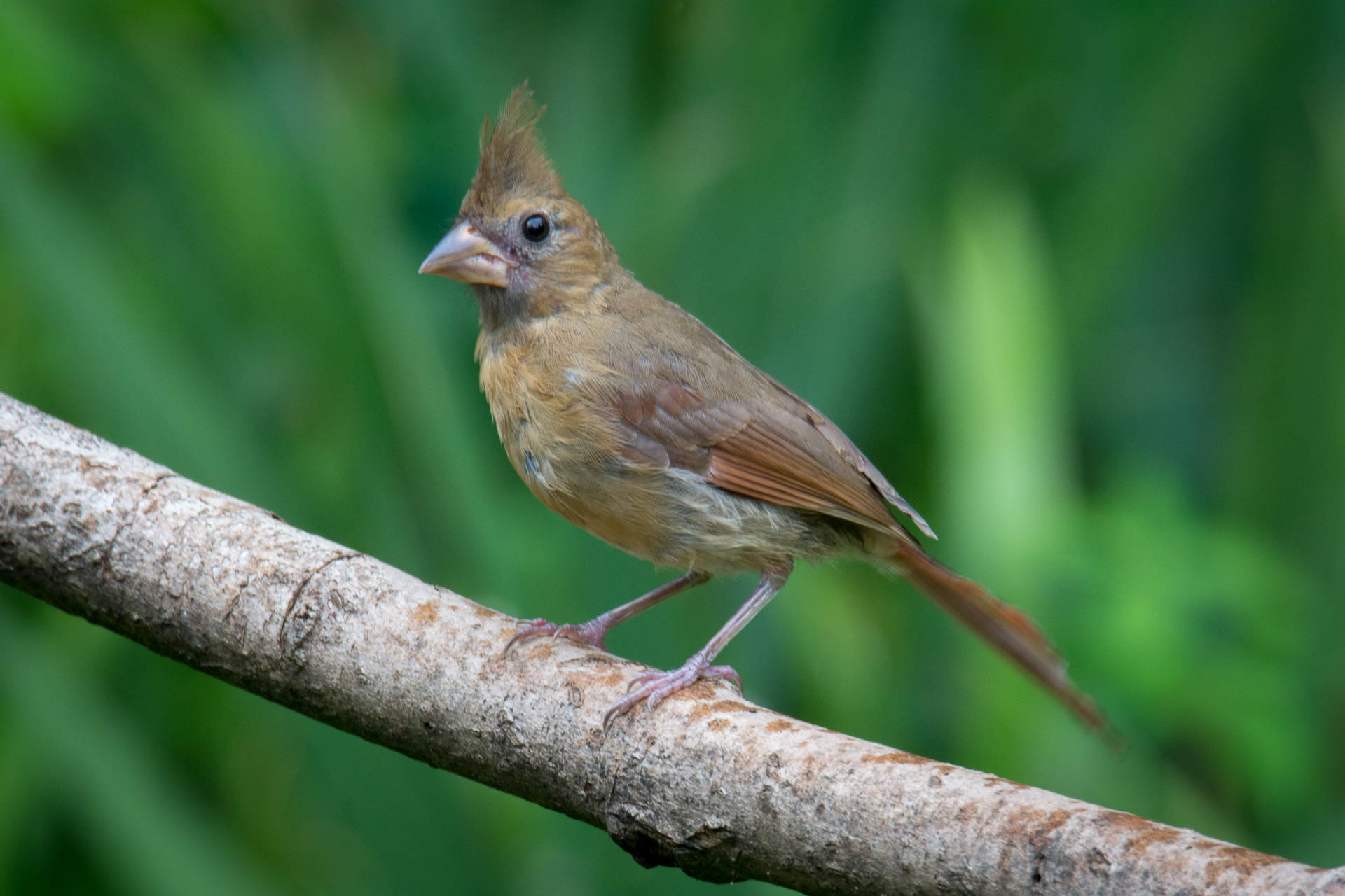 Our Plight in a Cardinal – The Knight of the White Rose – Conquest and ...